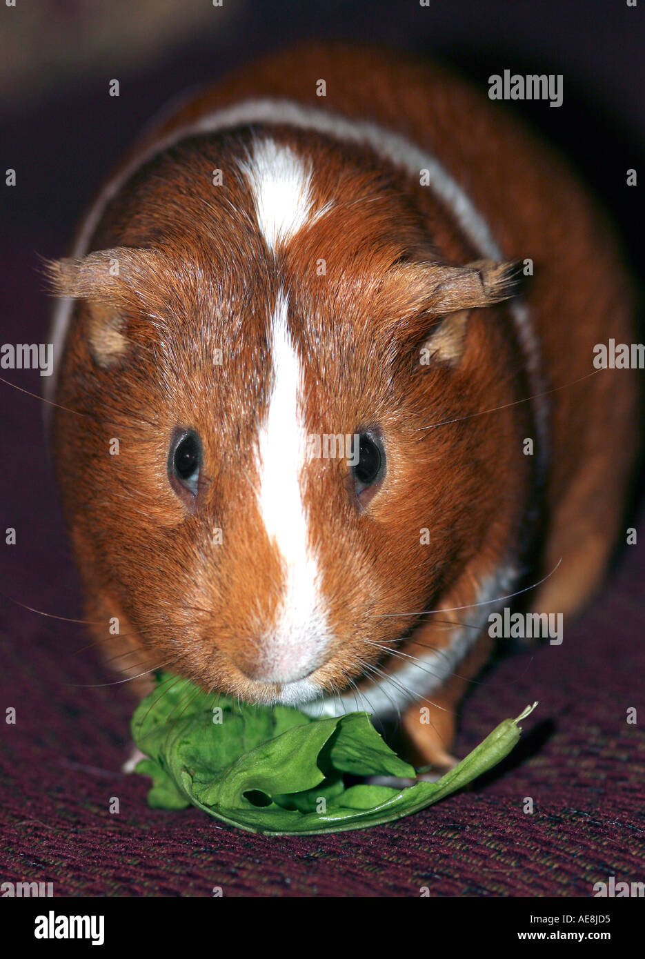 Fat guinea pig hi-res stock photography and images - Alamy