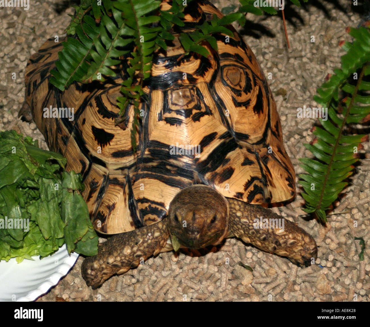 Domesticated large turtle hi-res stock photography and images - Alamy