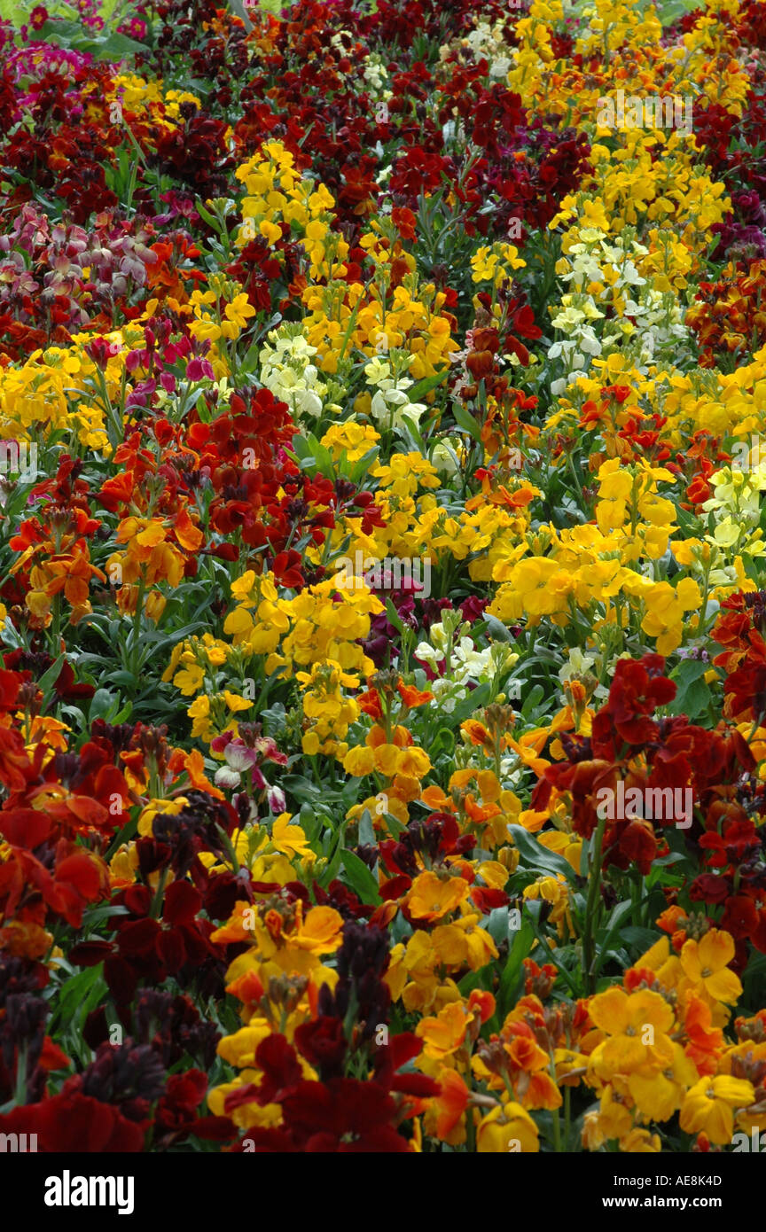 Erysimum wallflowers hi-res stock photography and images - Alamy