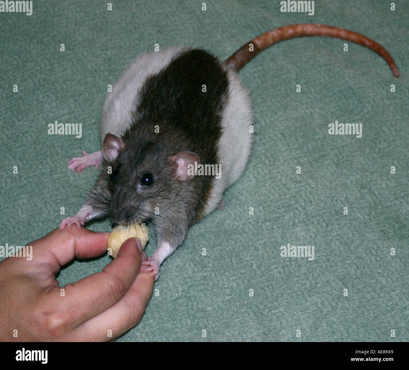 Human holding rat hi-res stock photography and images - Alamy