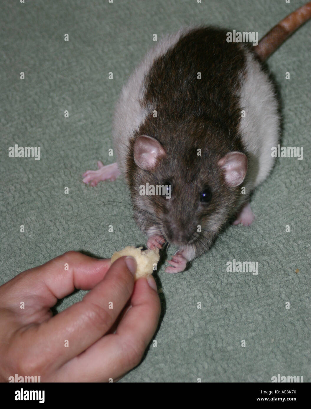 Unusual pets hi-res stock photography and images - Alamy