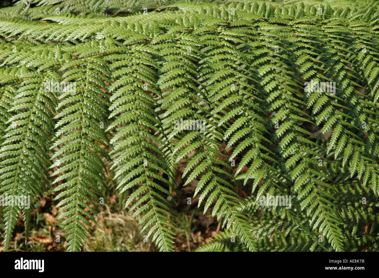 Dicksonia antarctica Australian Tree fern Stock Photo - Alamy