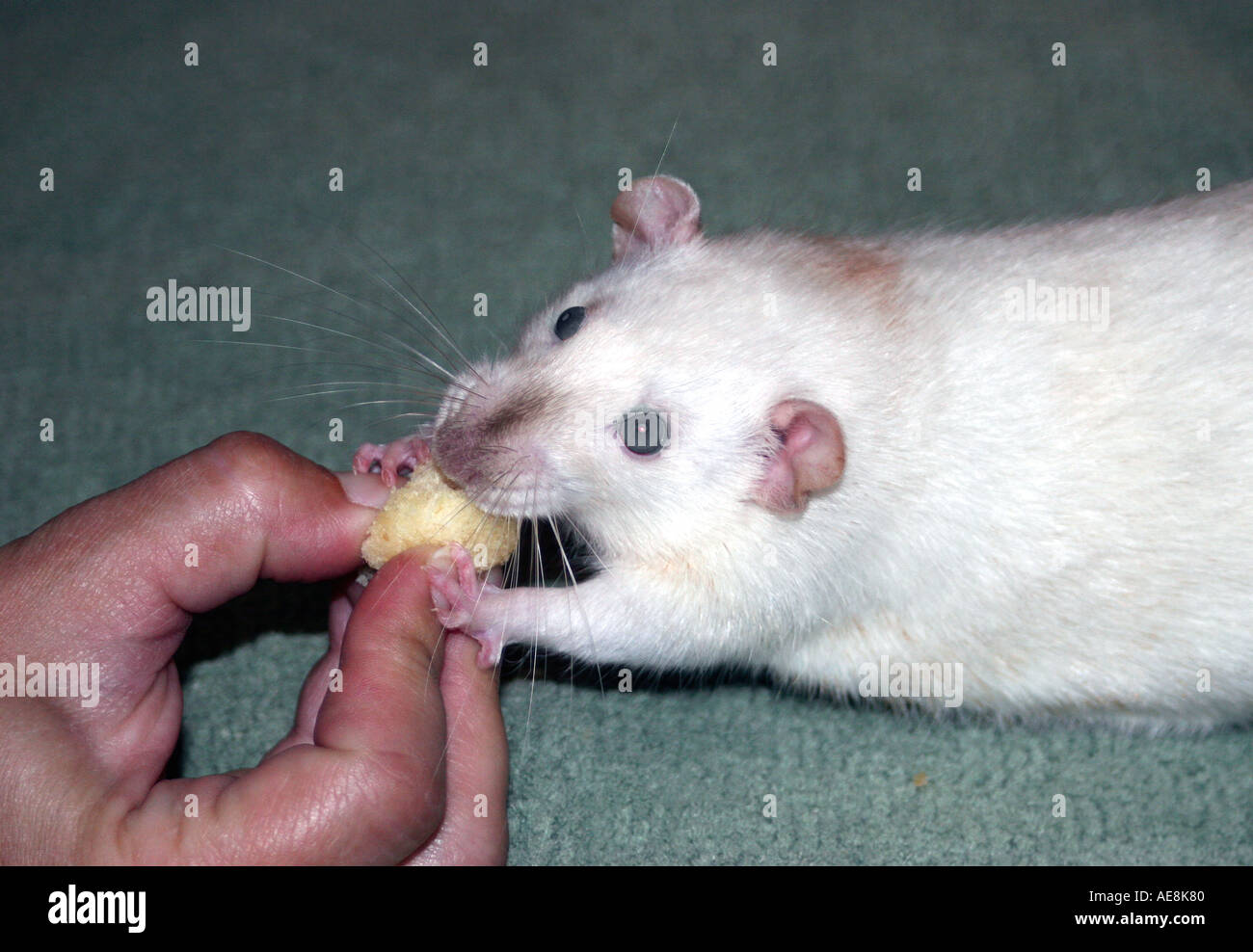 White pet rat being hand fed Stock Photo - Alamy