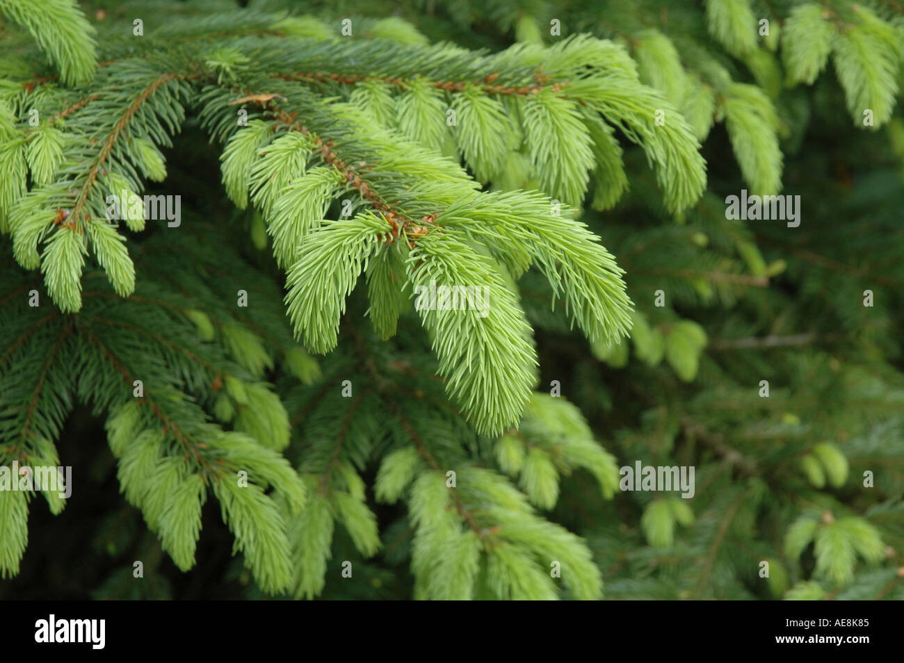 Picea abies the Christmas tree Stock Photo - Alamy