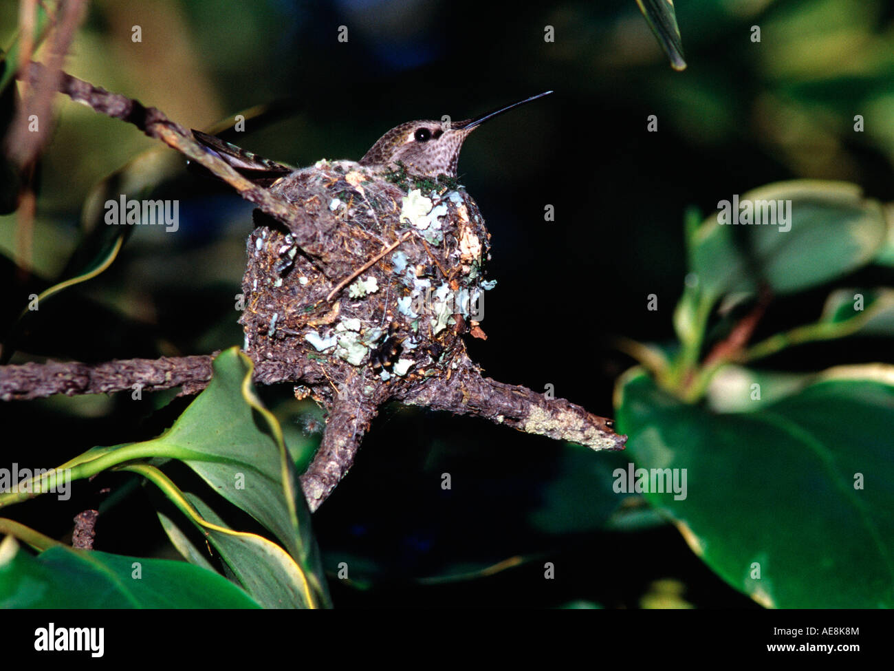 Anna s hummingbird Calypte anna female on nest San Francisco California ...