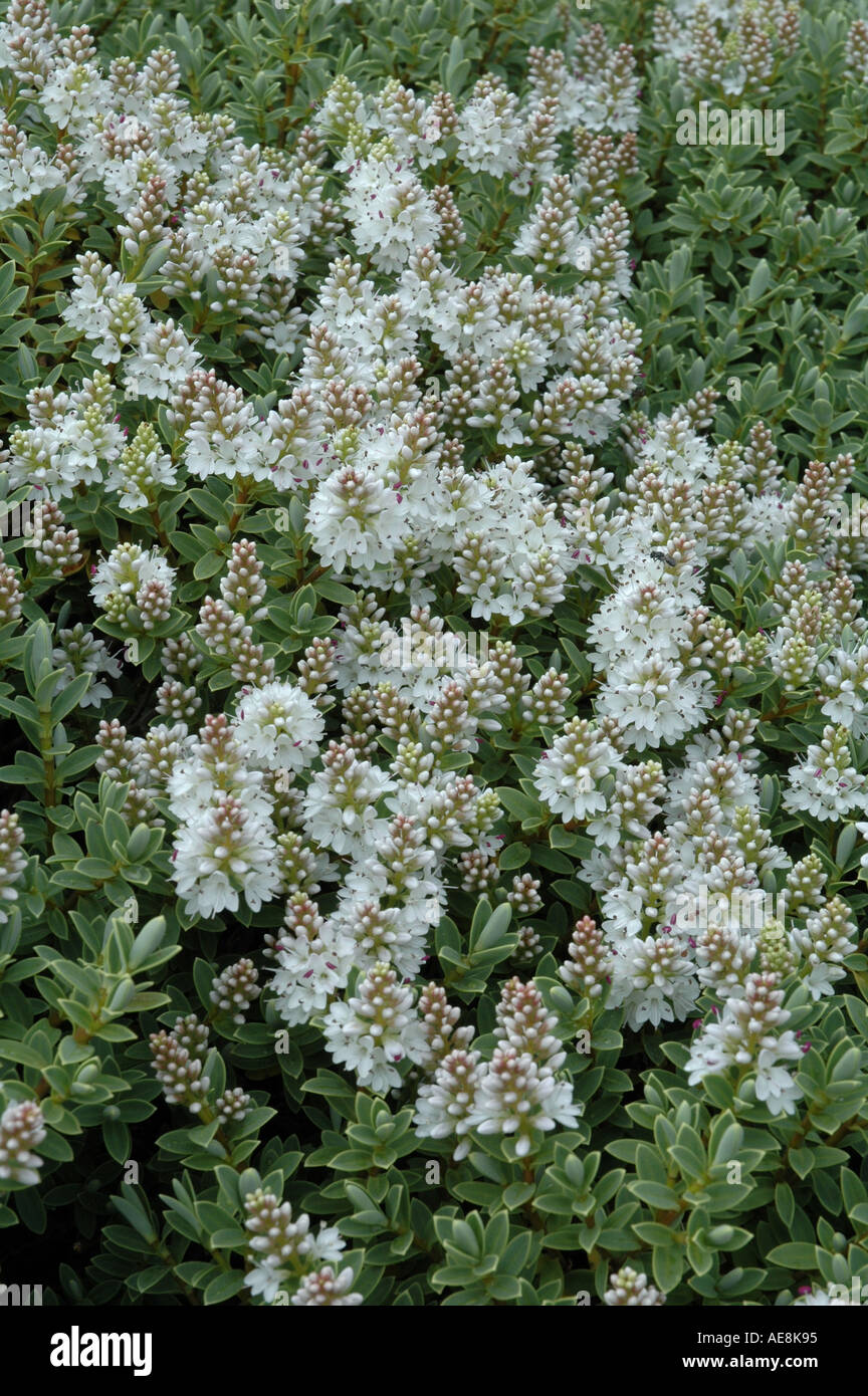 Hebe Pewter Dome low growing evergreen shrub Glaucus silver foliage ...