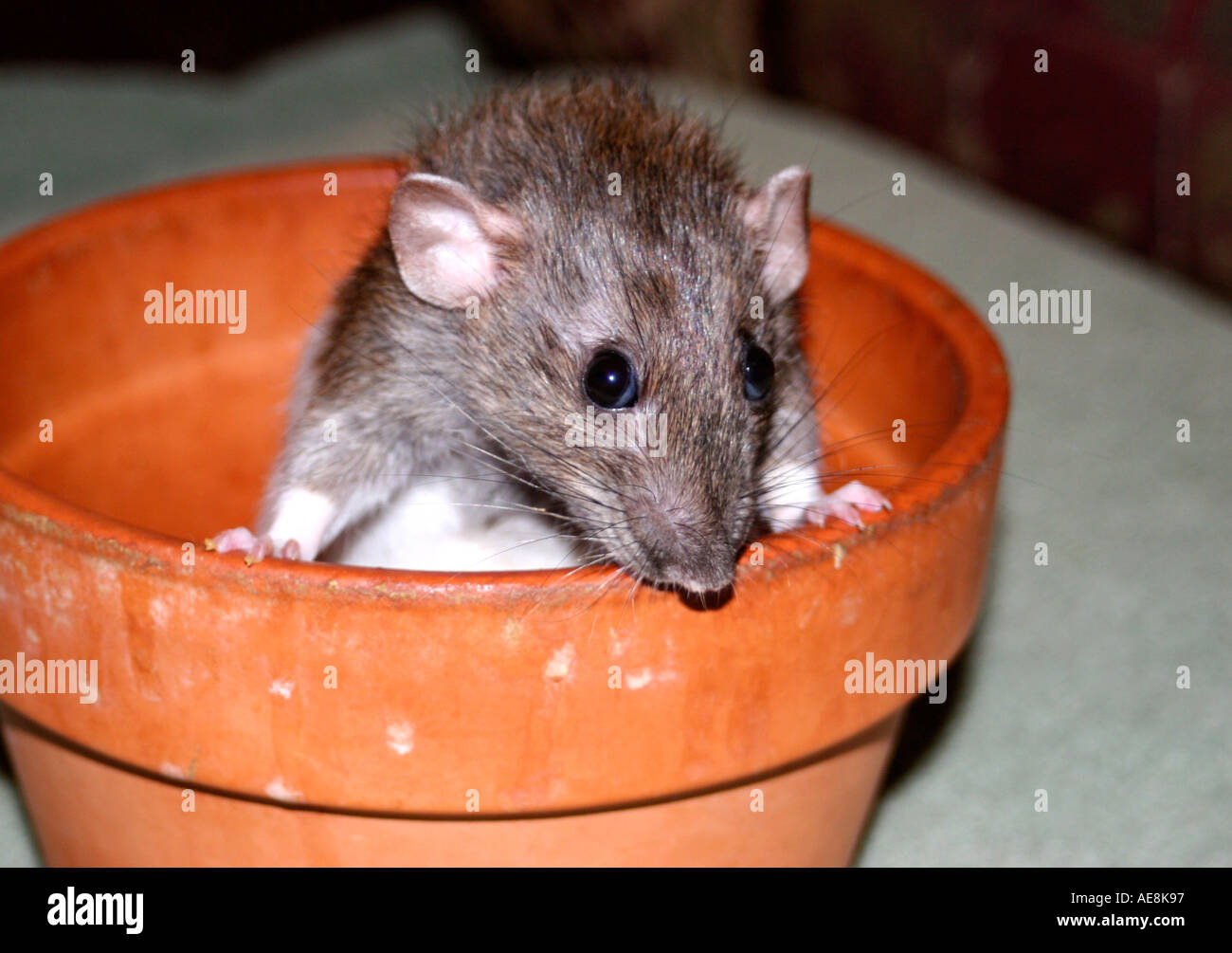 Big white rat hi-res stock photography and images - Alamy
