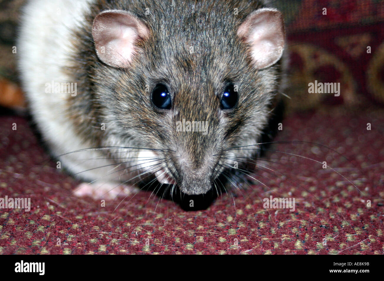 Walking into cameral hi-res stock photography and images - Alamy