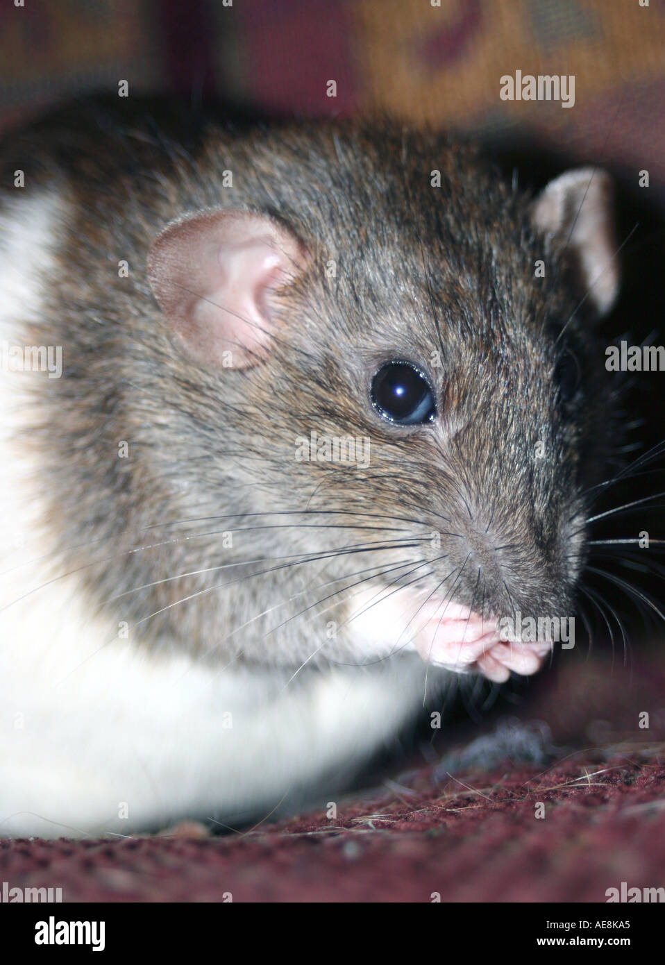 Gray white rat being fed a treat, rattie, gray rat, collectible, long ...
