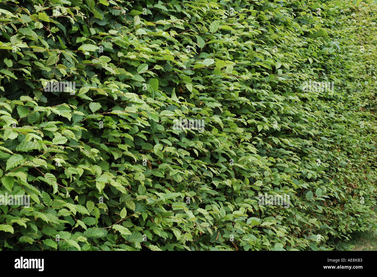 Carpinus betulus Hornbeam hedge foliage Stock Photo - Alamy