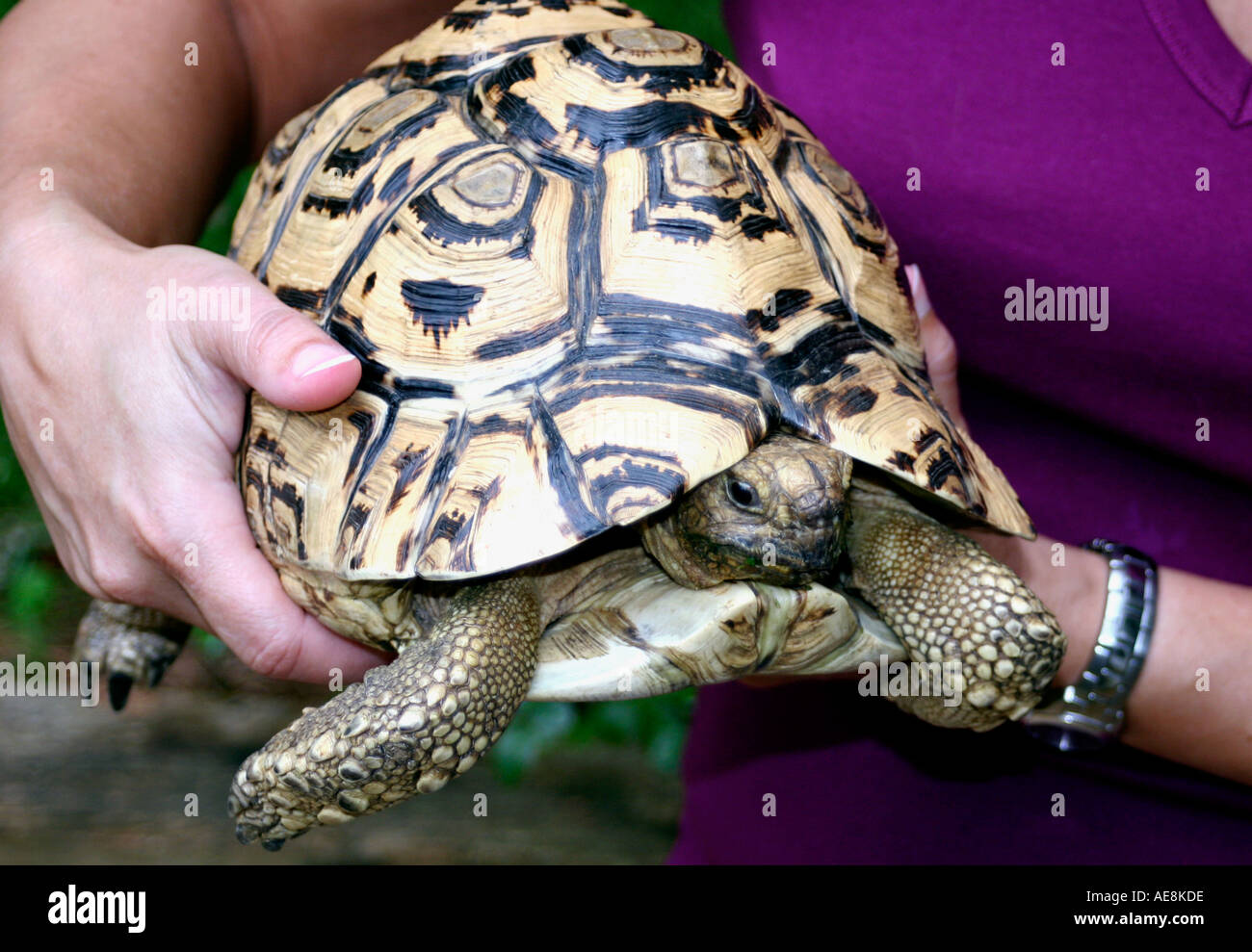 Orange black Tortoise, domesticated reptile, beautiful shell, inca ...