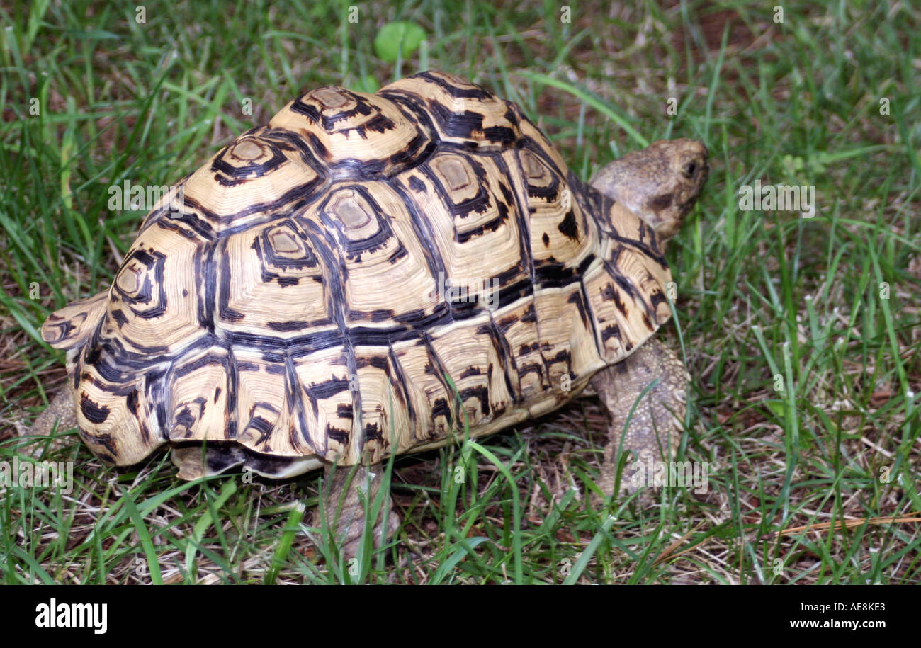Mamma inca hi-res stock photography and images - Alamy