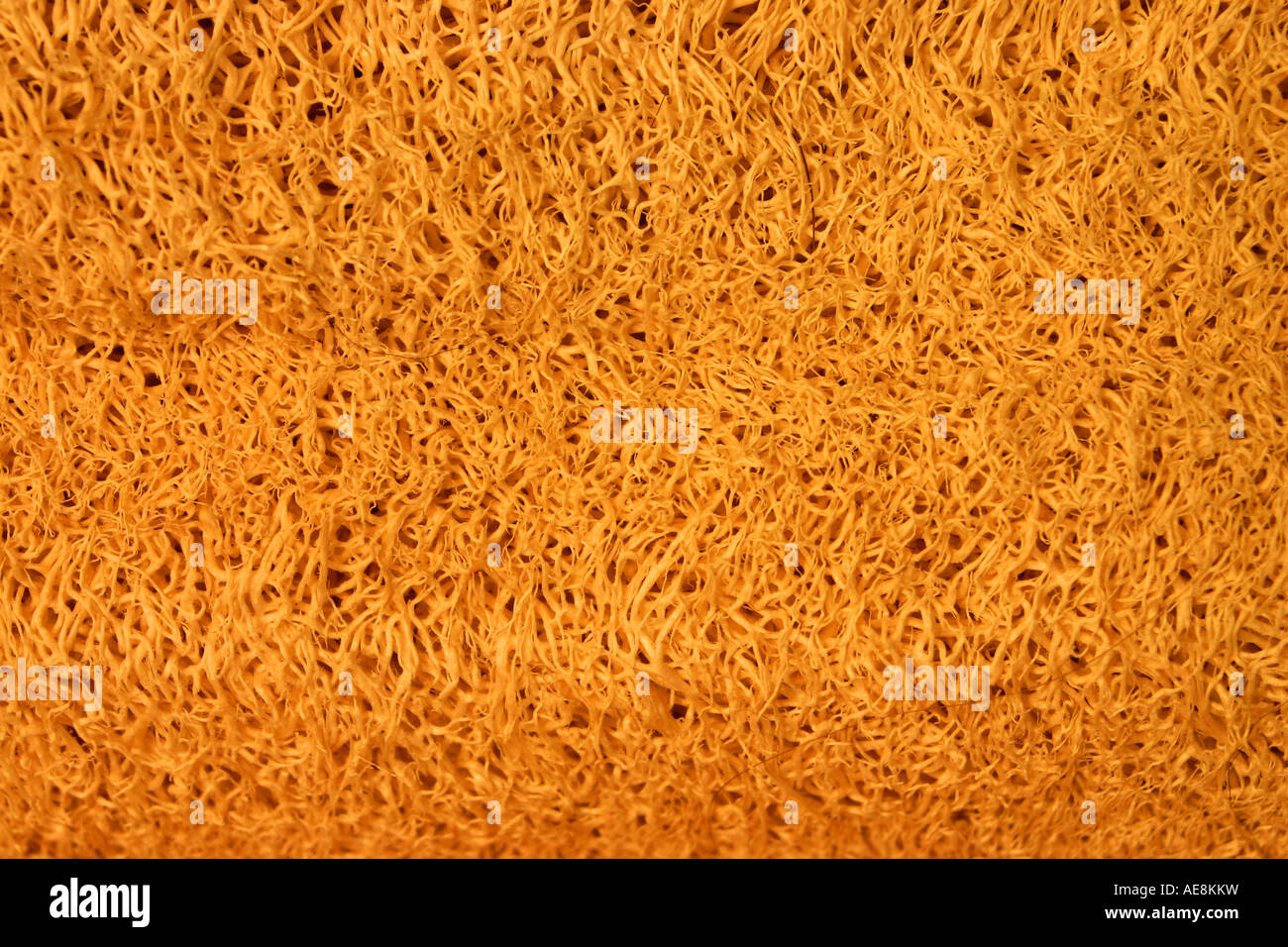 Side View of a section of Sea Sponge fro Tarpon Springs Florida Stock ...