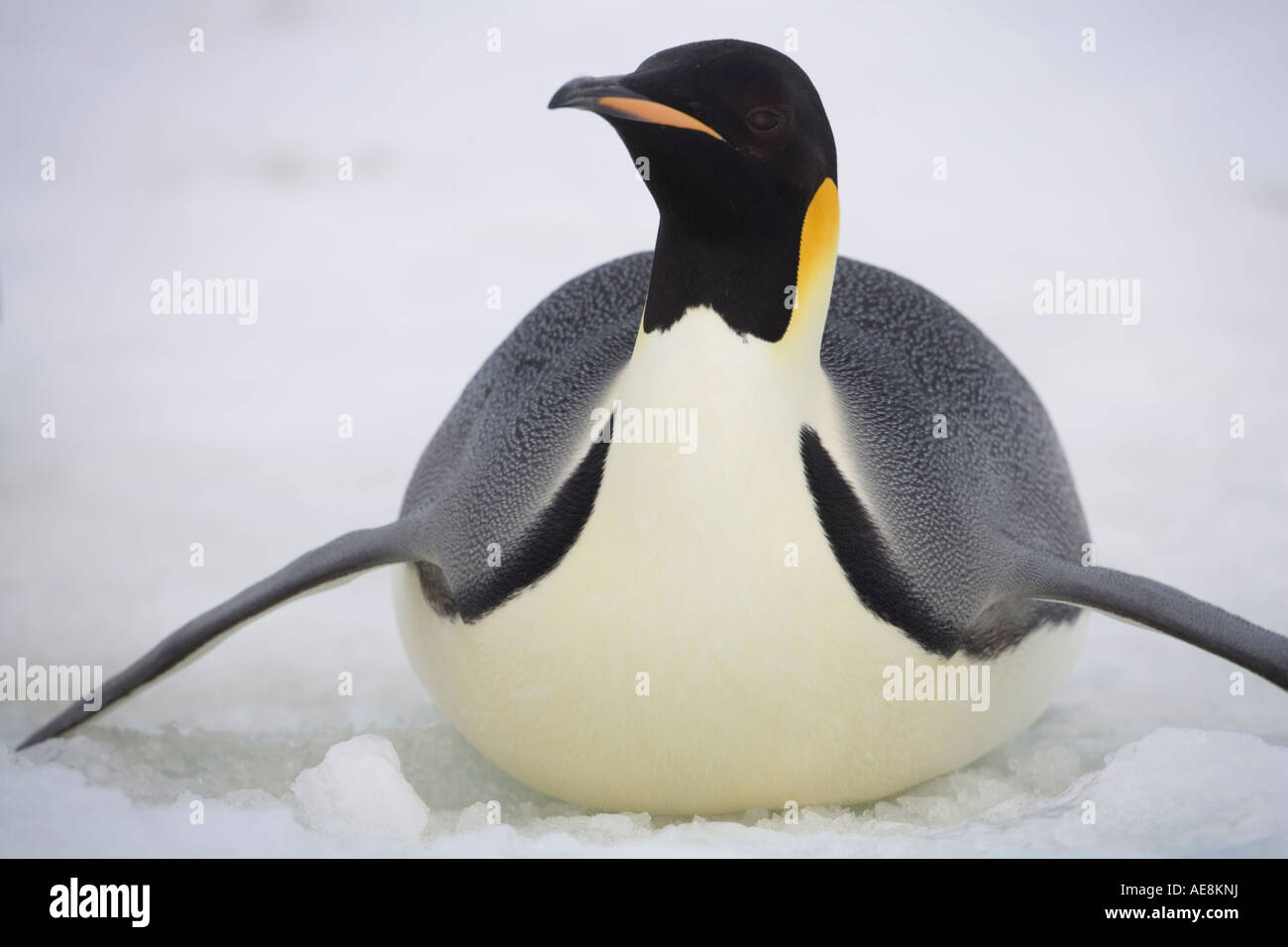 Antarctica Snow Hill Island Emperor Penguins Aptenodytes forsteri on ...