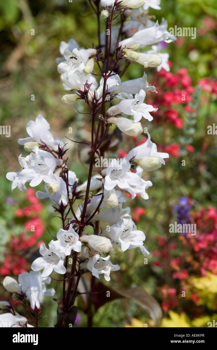 Penstemon Husker s Red White flowered penstemon with deep red new ...