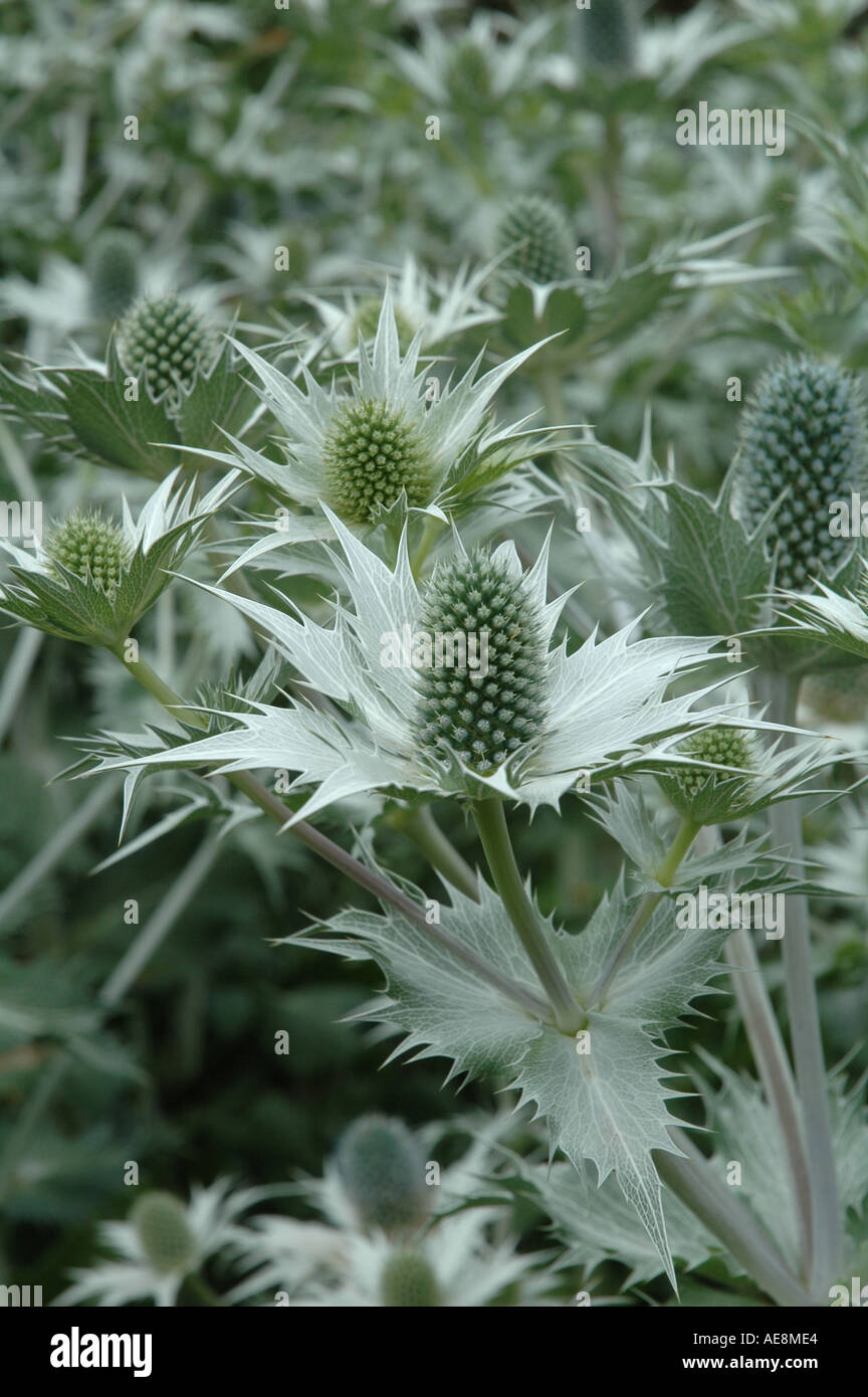Giant thistle hi-res stock photography and images - Alamy