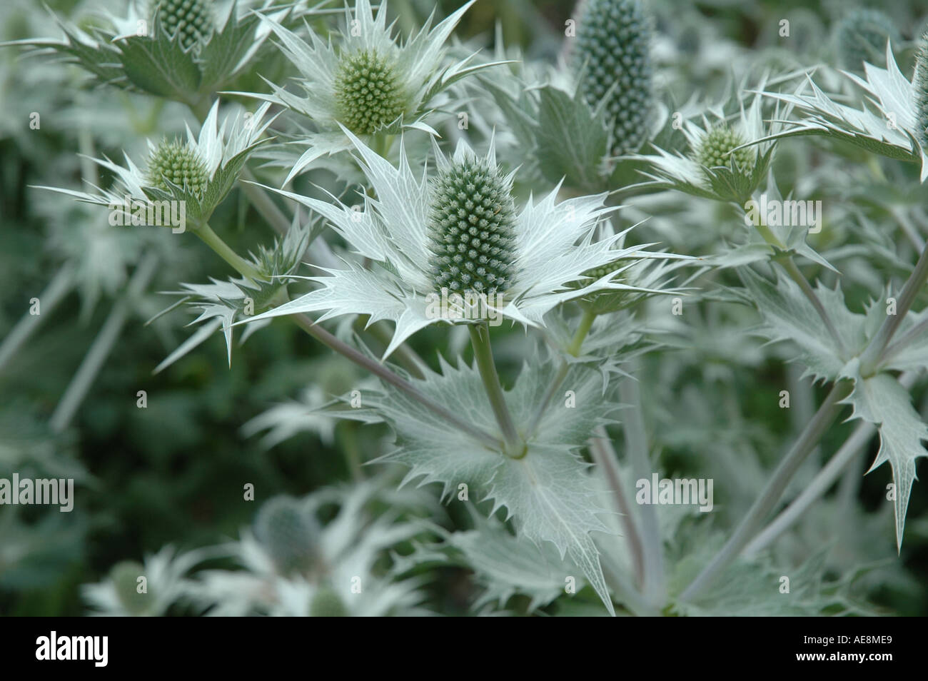 Giant thistle hi-res stock photography and images - Alamy
