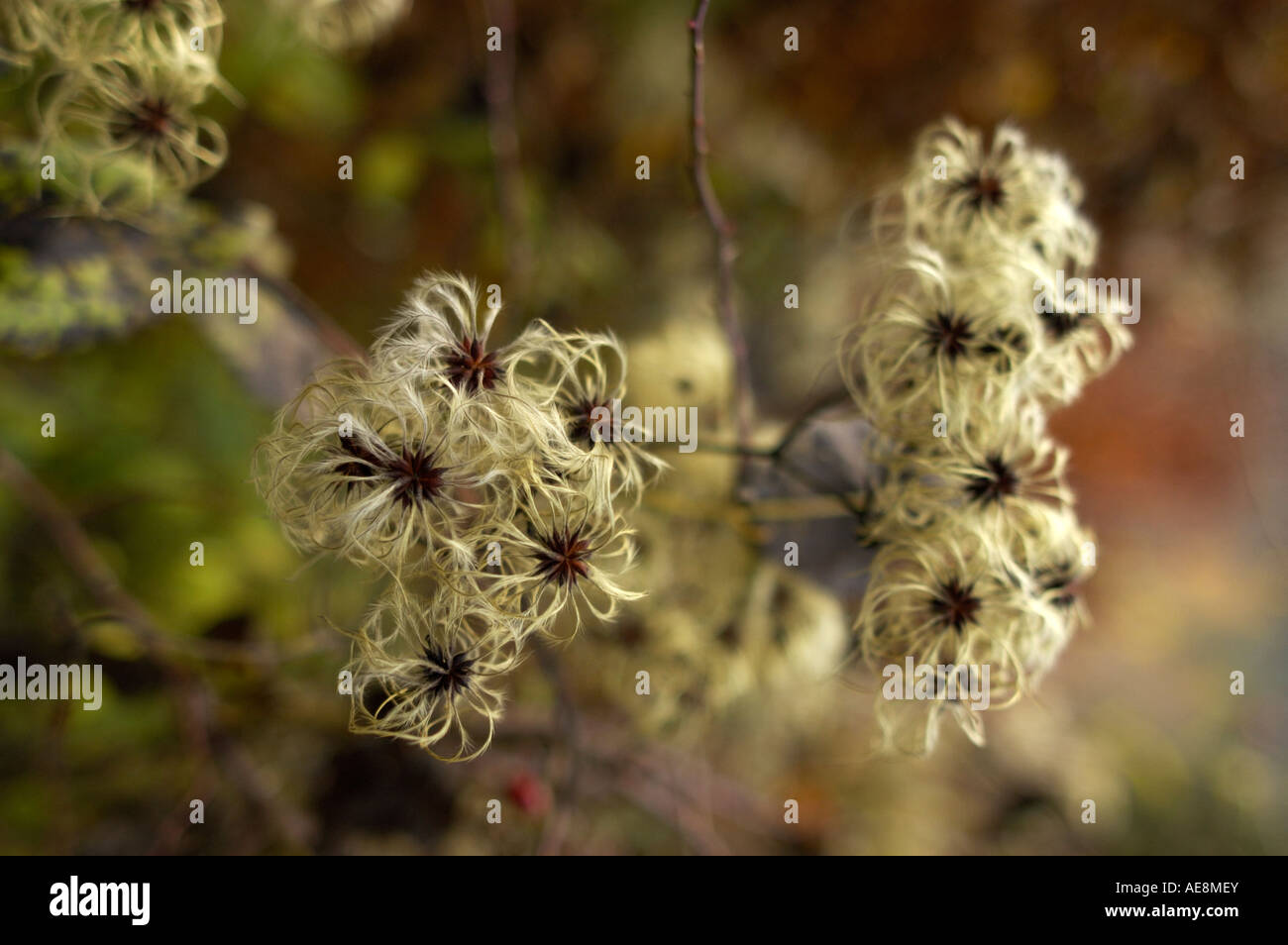 Twig with very strange blossoms Stock Photo - Alamy