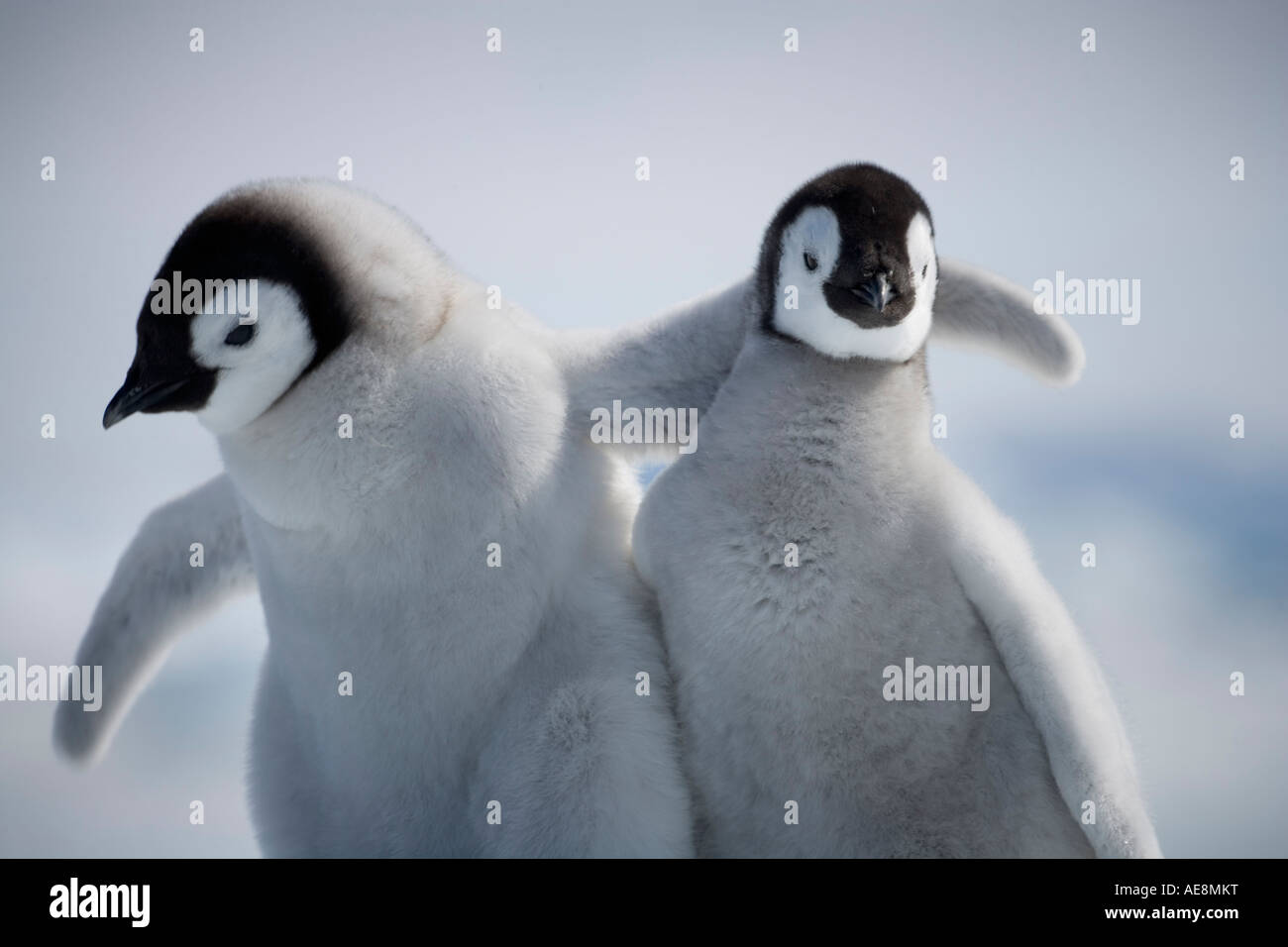 Cute baby penguin snow hi-res stock photography and images - Alamy