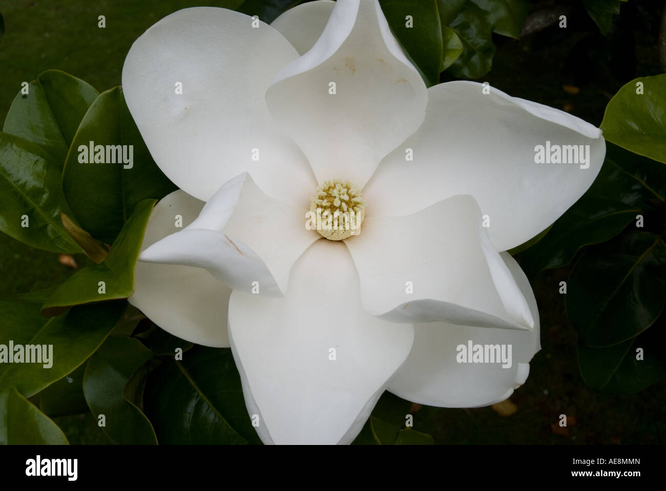 Magnolia grandiflora Goliath Stock Photo - Alamy