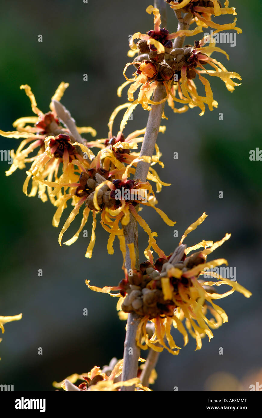 The witch of the woodlands hi-res stock photography and images - Alamy