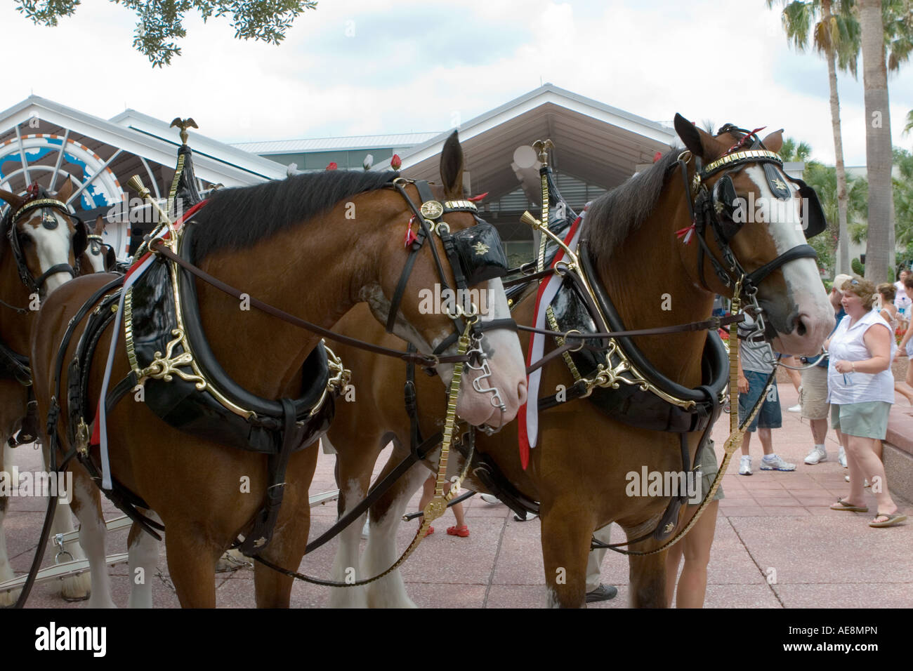 Anheuser Busch's Budweiser Clydesdale Horse Wagon at Seaworld Orlando ...