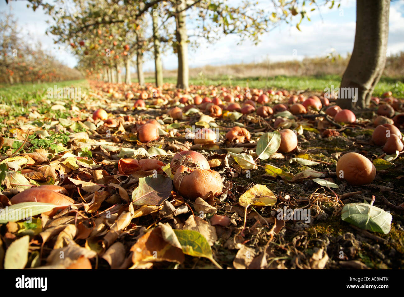 fallen apples on ground after harvest orchard autumn Stock Photo - Alamy