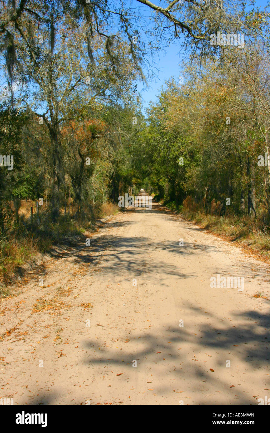 Through tree canopy hi-res stock photography and images - Alamy