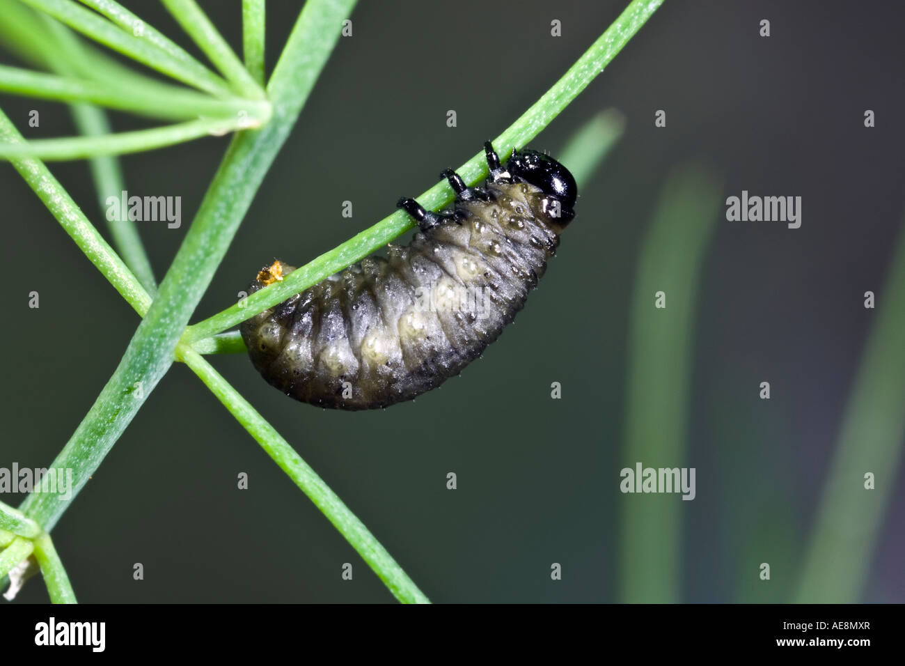Asparagus beetle Crioceris asparagi larva with nice out of focus ...