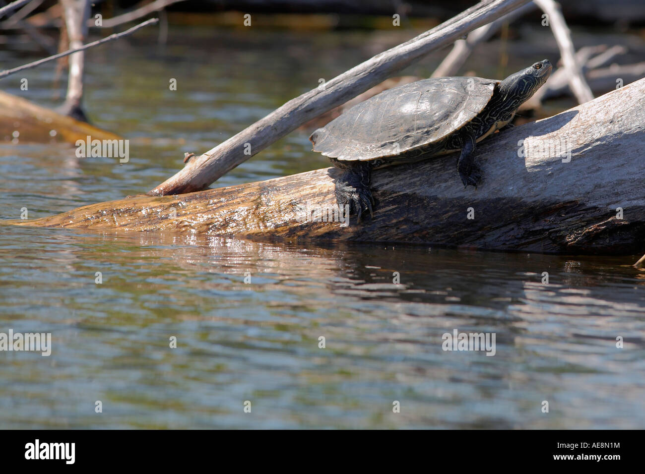 Map turtle Rice Lake Ontario Canada Stock Photo - Alamy