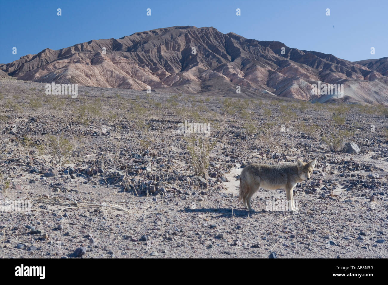 Death valley coyote hi-res stock photography and images - Alamy