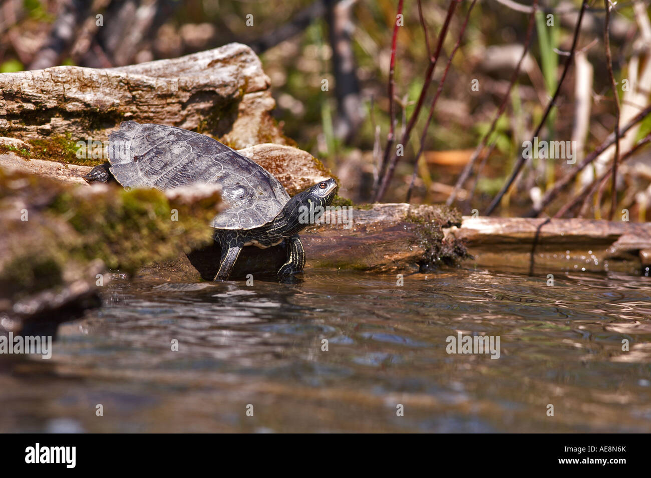 Map turtle Rice Lake Ontario Canada Stock Photo - Alamy