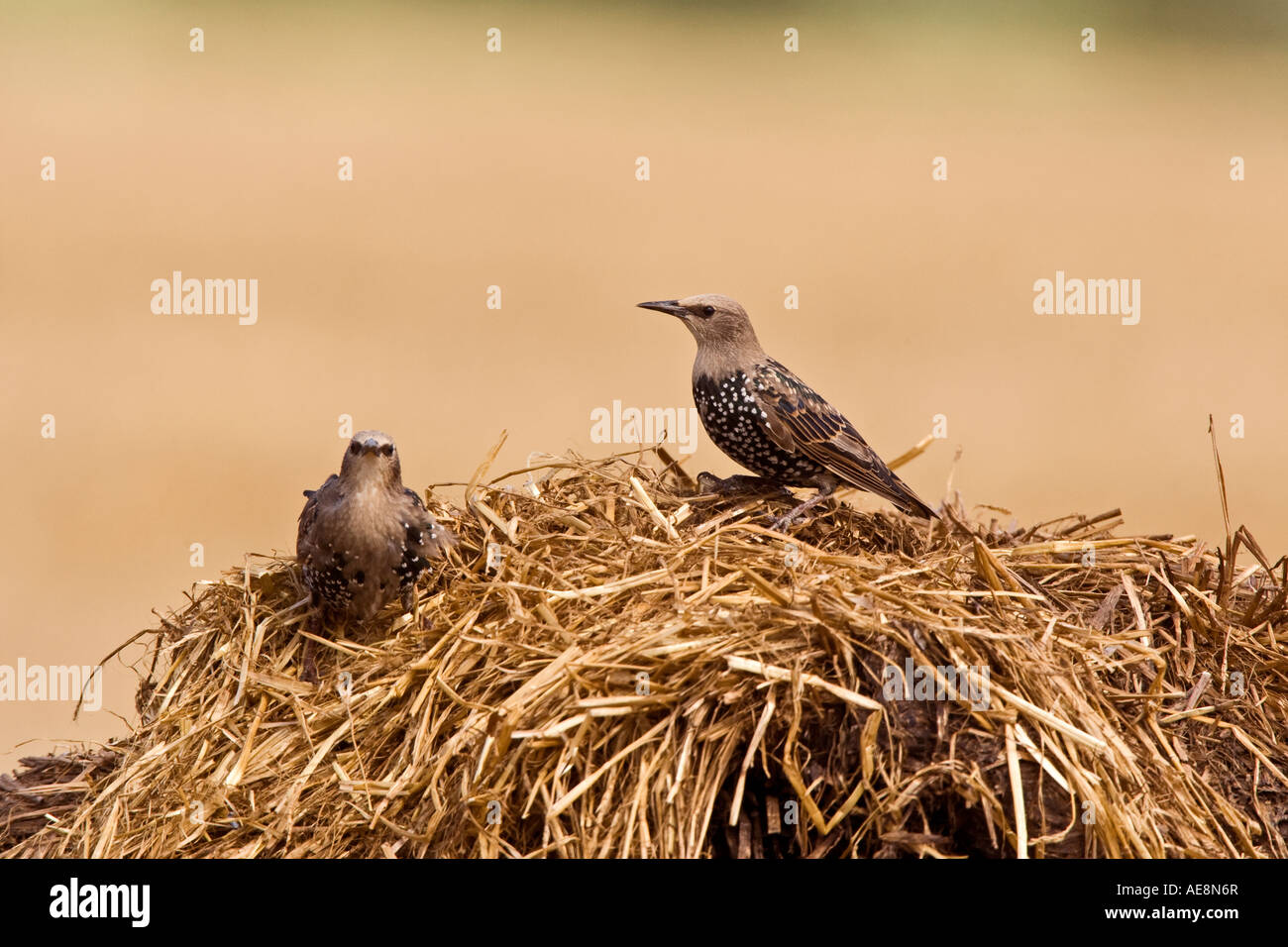 Muck up hi-res stock photography and images - Alamy