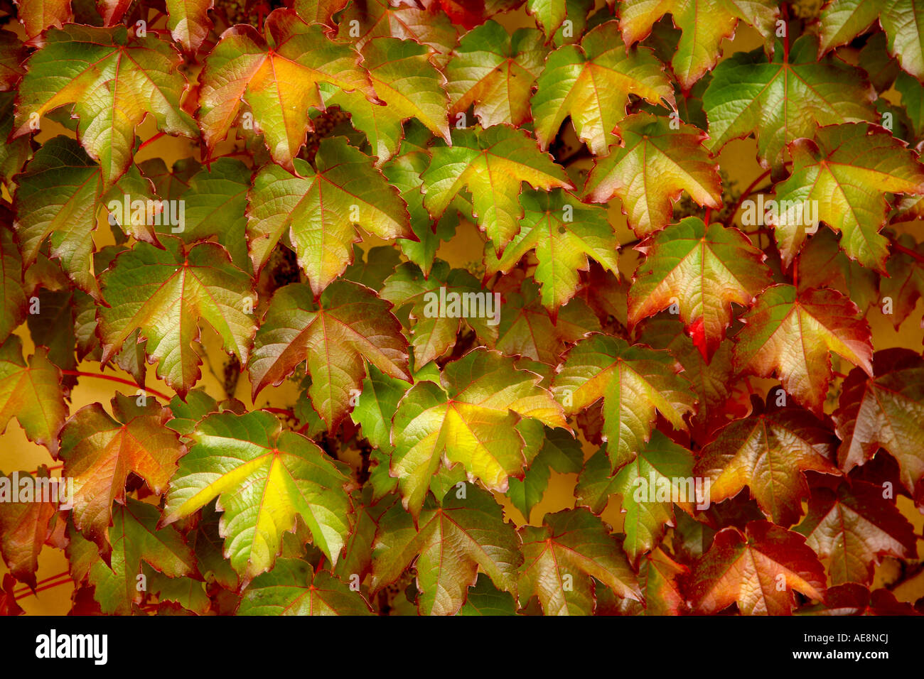 Ivy changing colour hi-res stock photography and images - Alamy