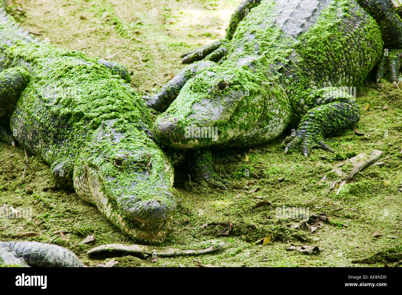 Two alligators Florida Stock Photo - Alamy