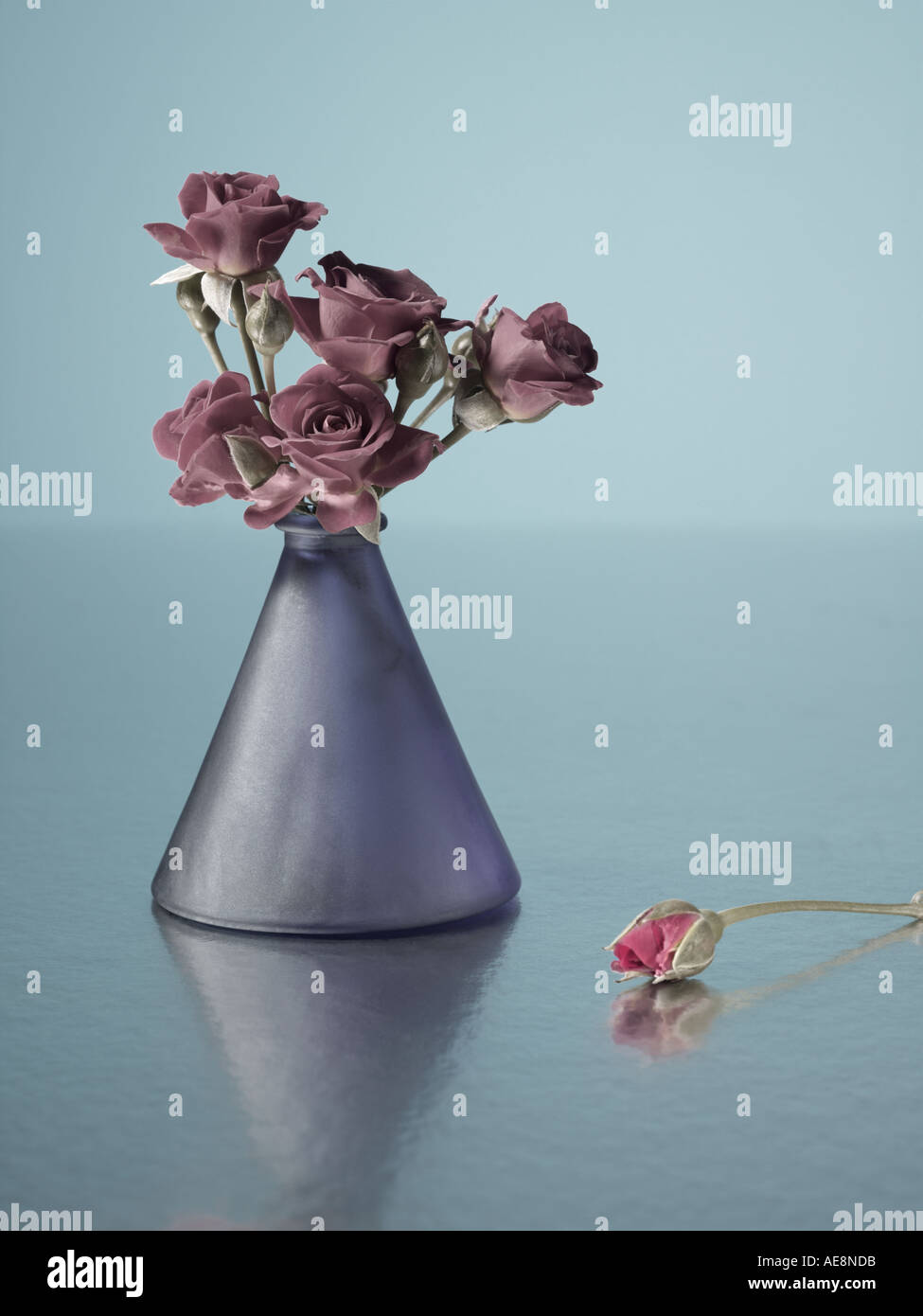 Antique roses hi-res stock photography and images - Alamy