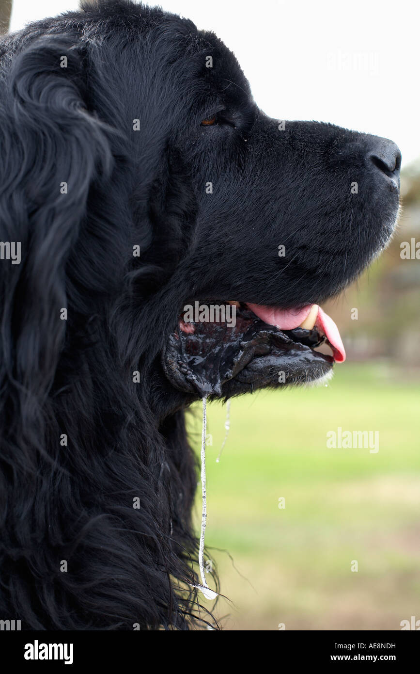 Do Newfoundland Dogs Drool