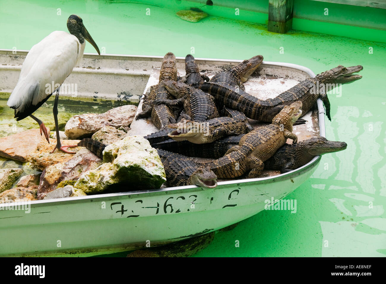 Boat full of alligators Stock Photo - Alamy
