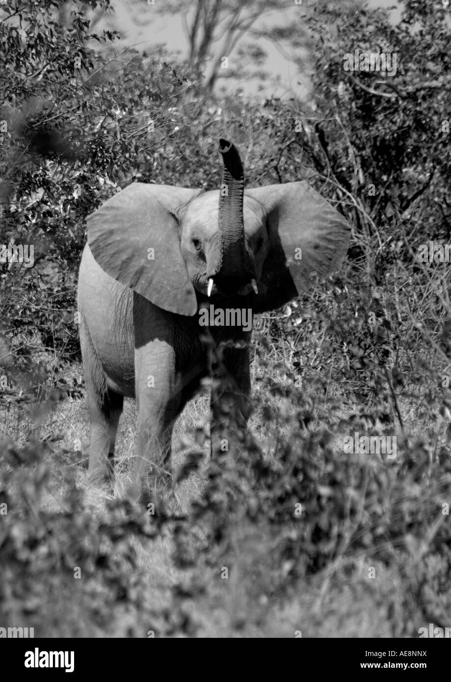 Shy elephant hi-res stock photography and images - Alamy
