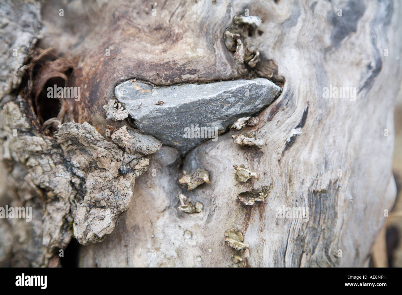 Stone enclosed by an old tree trunk Stock Photo - Alamy