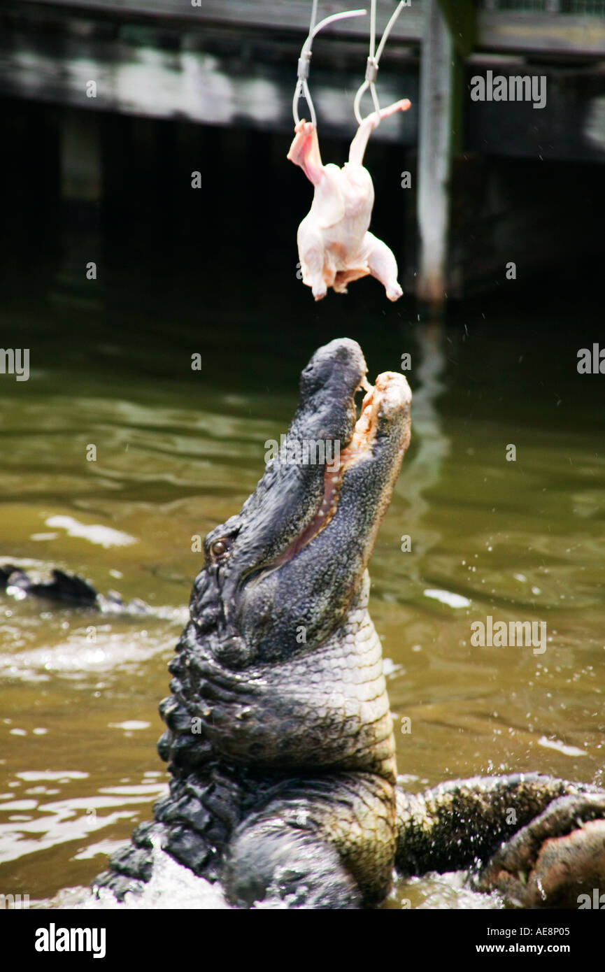 Alligator going for chicken Stock Photo - Alamy