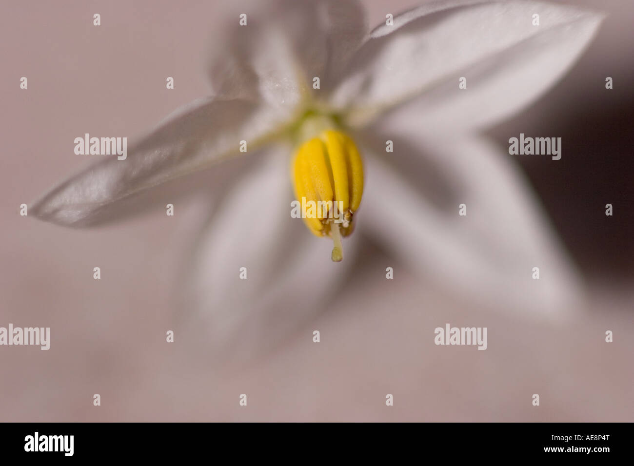 Anatomy of a 5 Petal Flower Stock Photo - Alamy