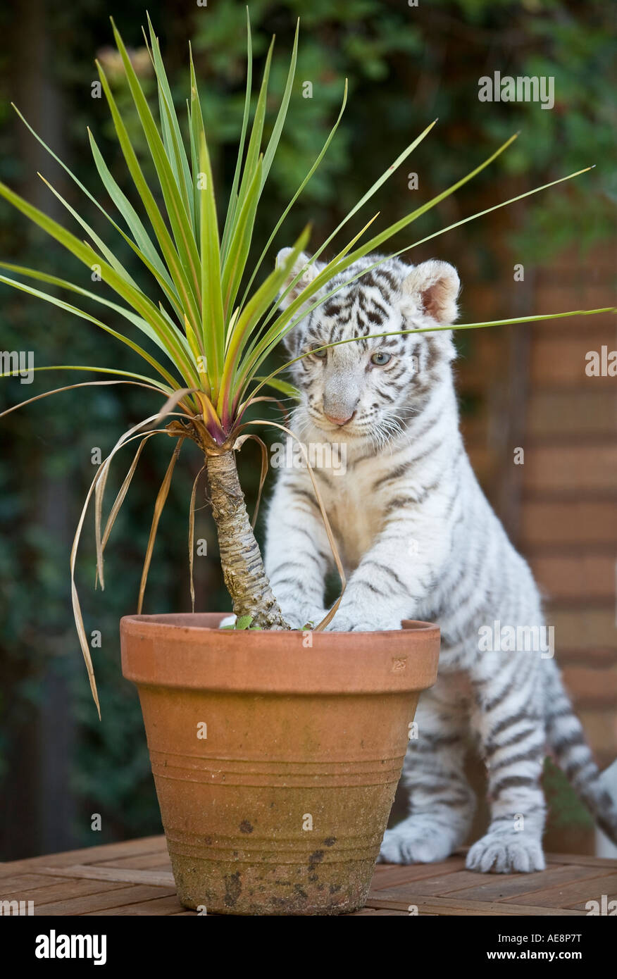 Buster the six week old White Tiger cub who is being hand reared by ...
