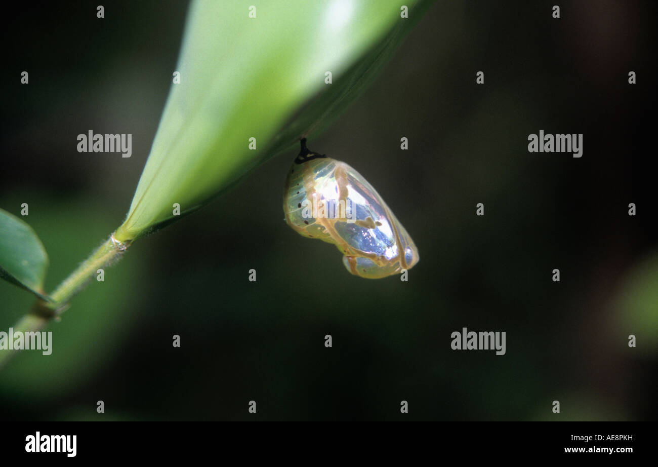 Common Crow butterfly pupa in Mumbai Stock Photo - Alamy