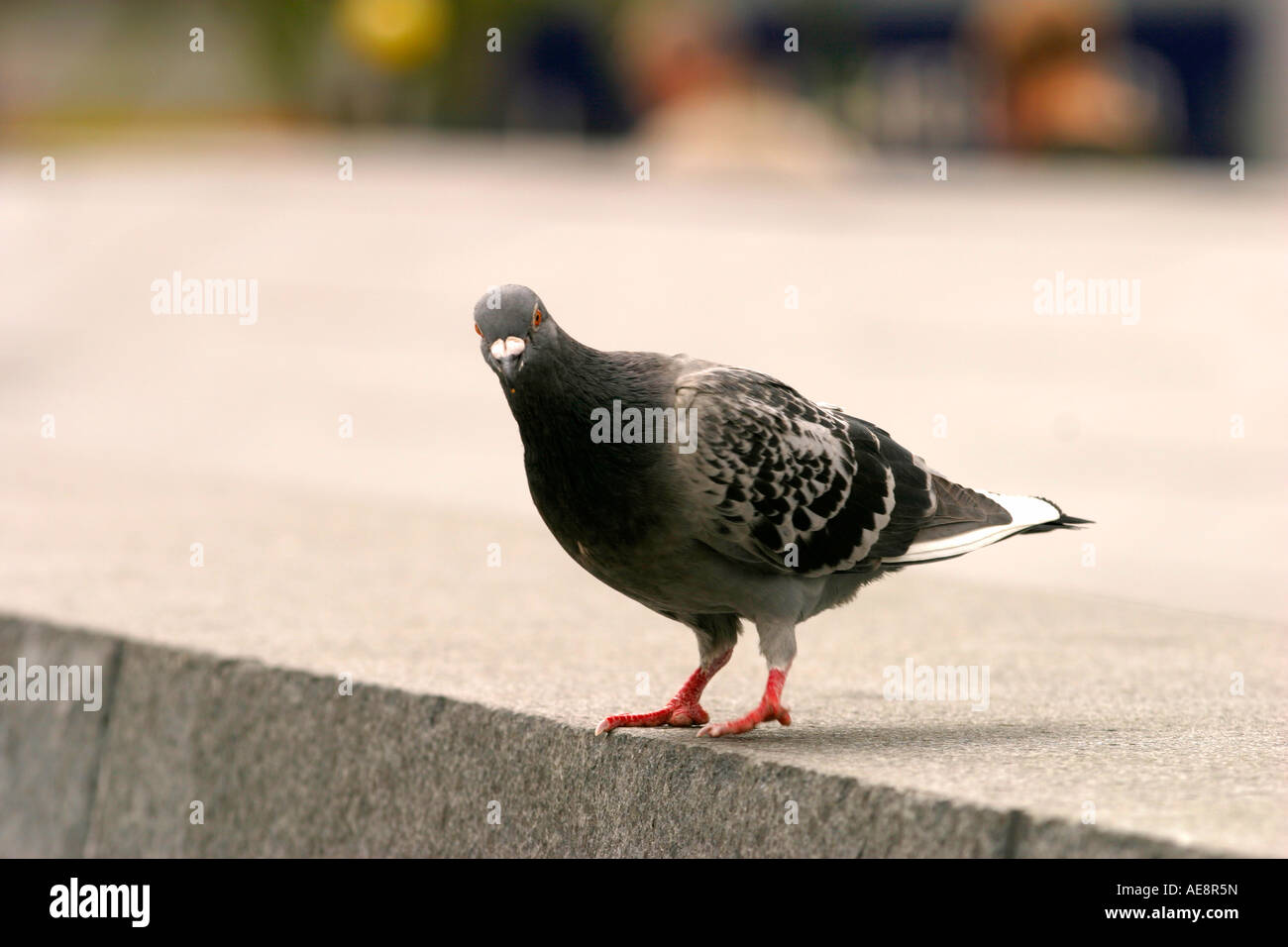 Columba livia columbidae hi-res stock photography and images - Alamy