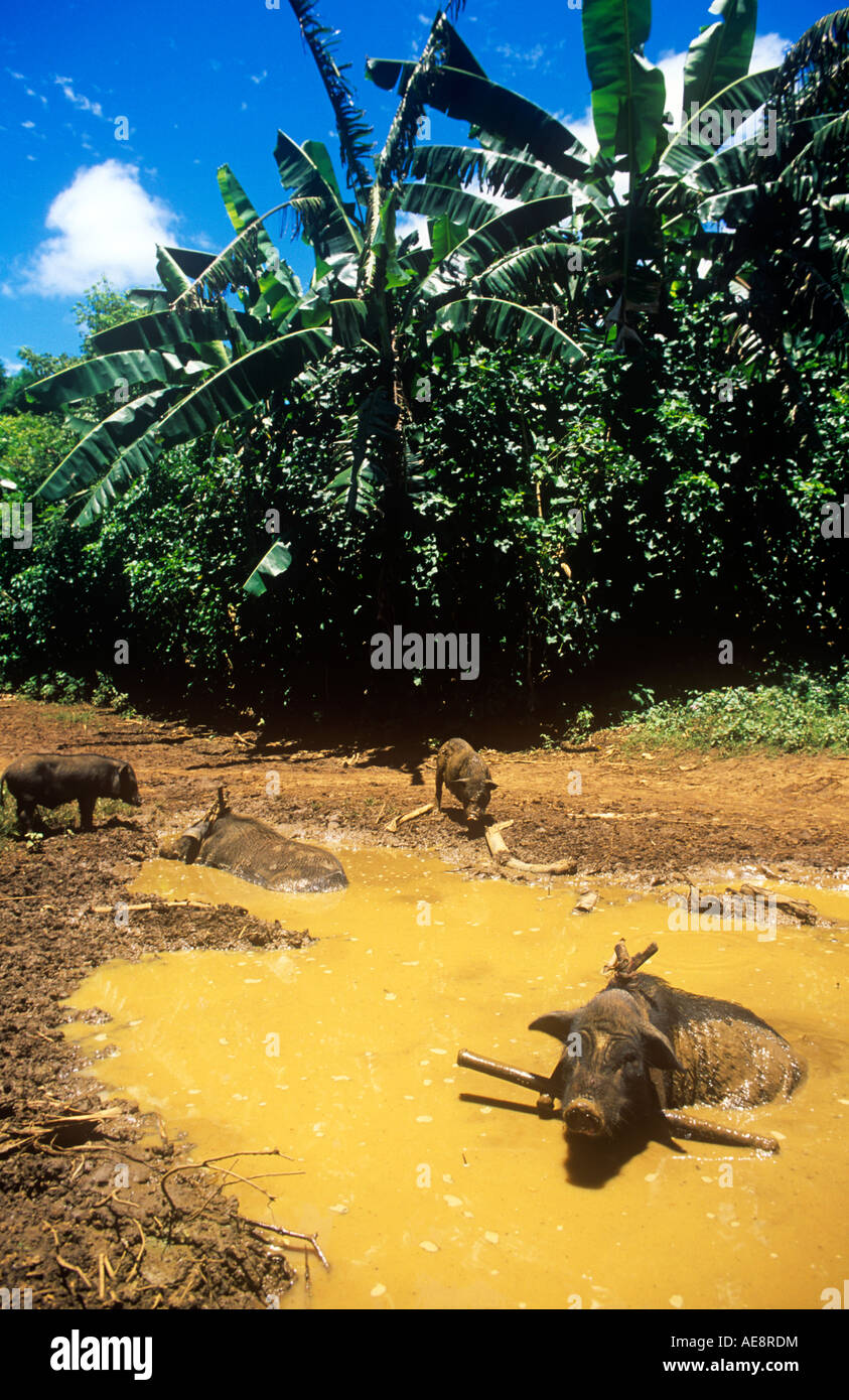 Pig cooling off hi-res stock photography and images - Alamy