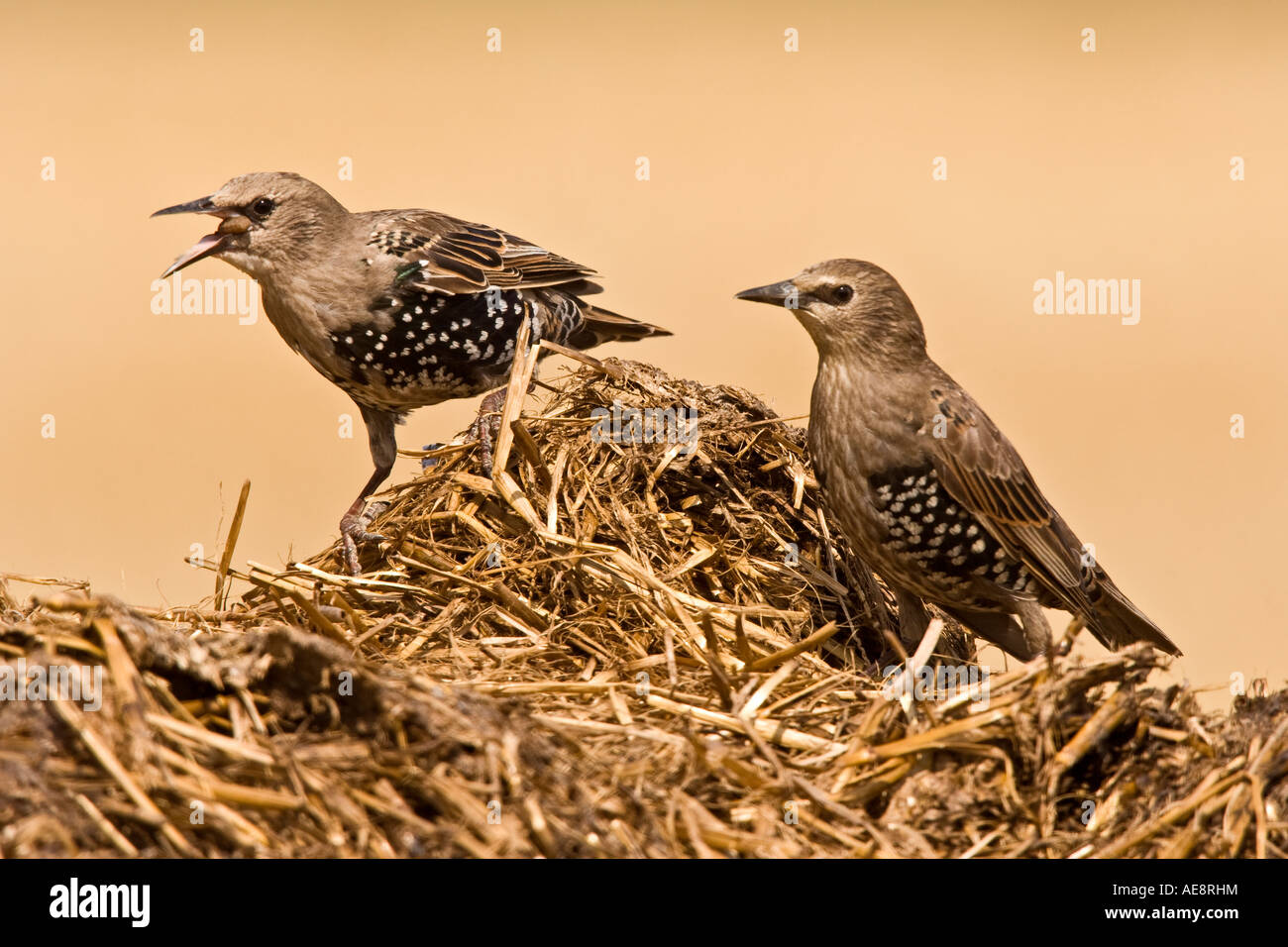 Starlings Sturnus vulgaris feeding on farm muck heap with nice out of ...