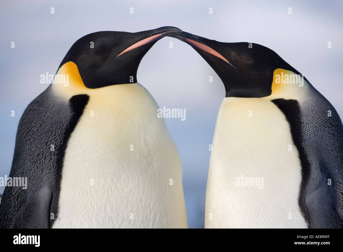 Antarctica Snow Hill Island Emperor Penguins Aptenodytes forsteri on ...