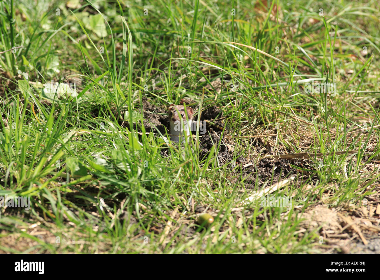 little weasel look out of hole in meadow, germany Stock Photo - Alamy