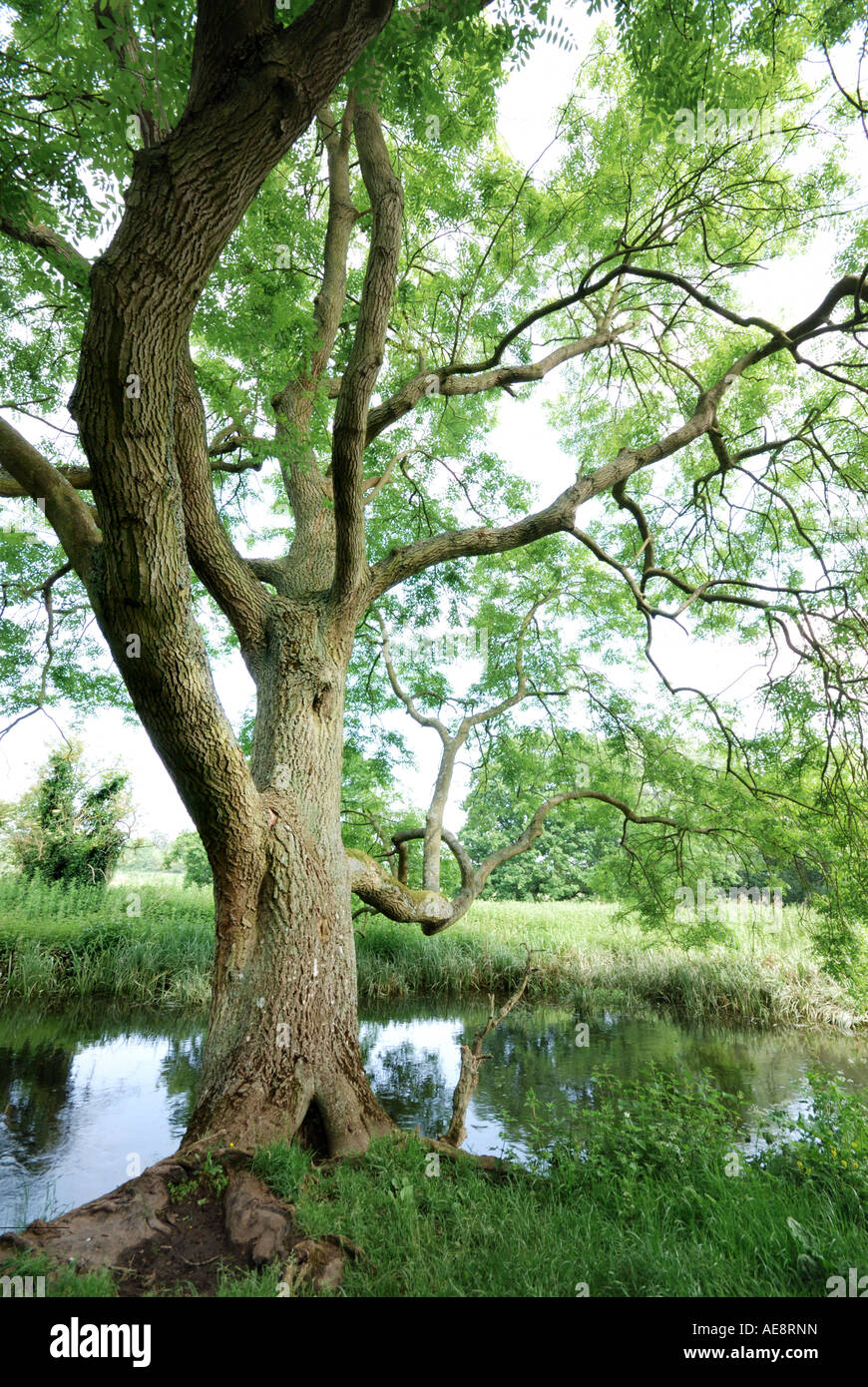 Tree by River Stock Photo - Alamy